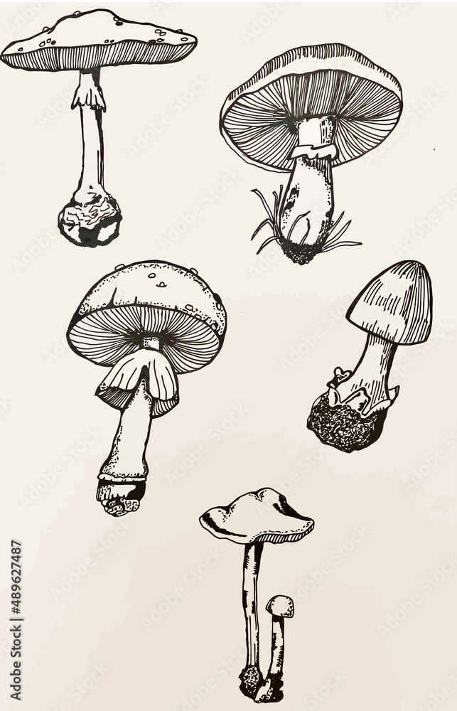 Assorted Mushroom Drawing Aesthetic, Mold Spore Vector Outline, Fungus ...