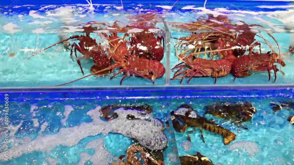 Lobsters in water tank in a Chinese seafood restaurant or fish market ...