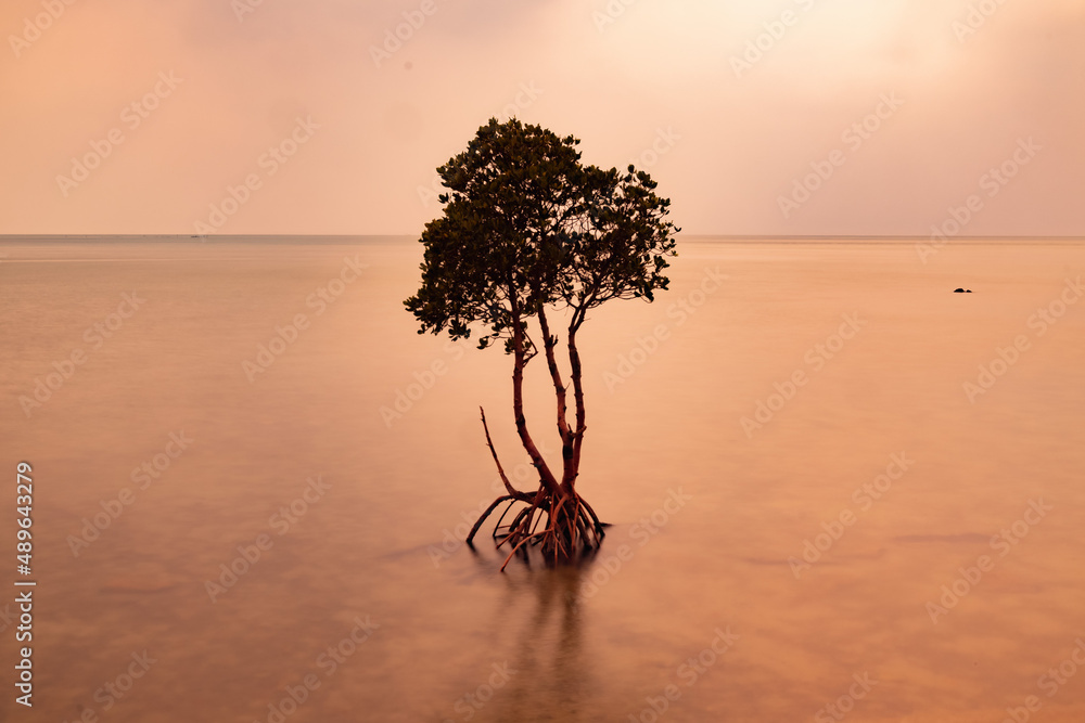 石垣島の一本マングローブ ภาพถ่ายสต็อก | Adobe Stock