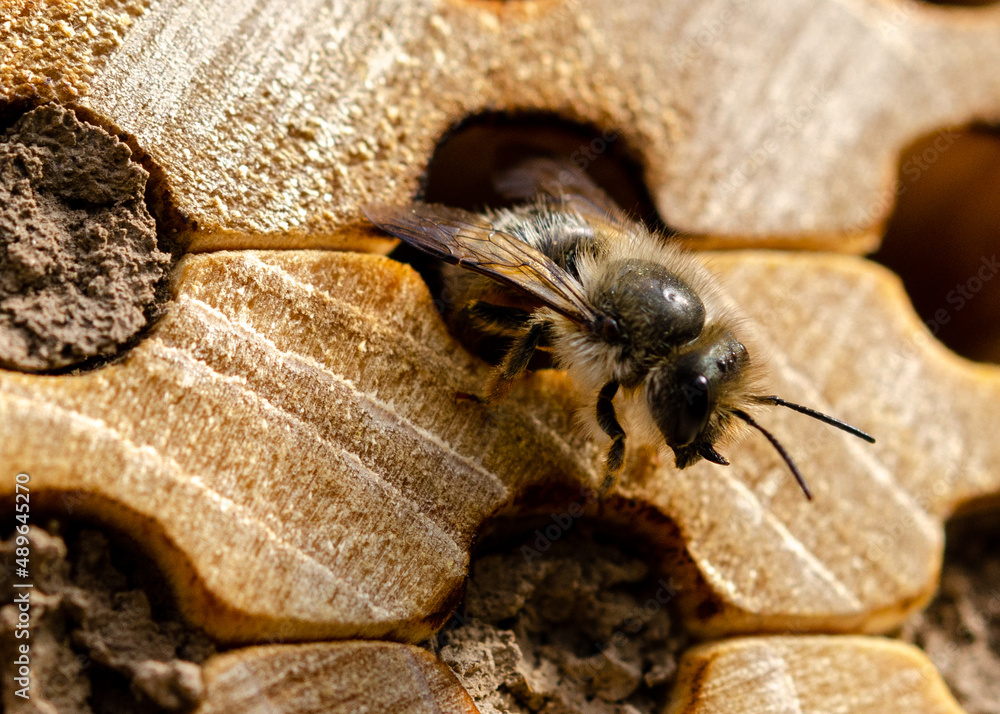 Mason bee Stock Photo | Adobe Stock
