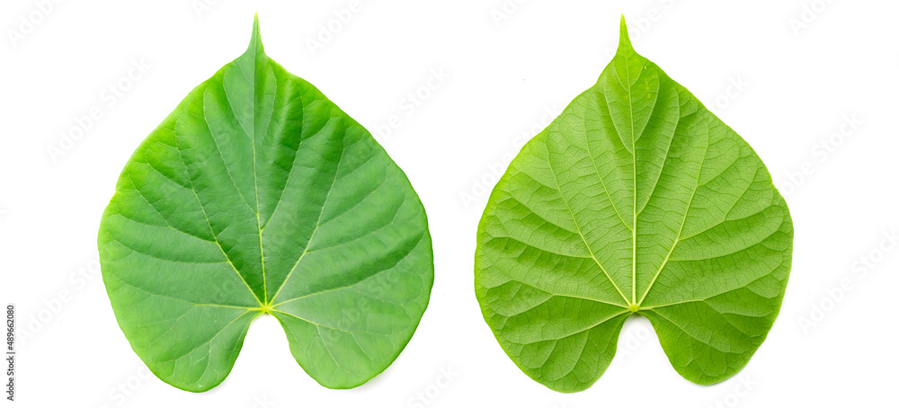 Green leaf of Tinospora cordifolia herb isolated on white background ...