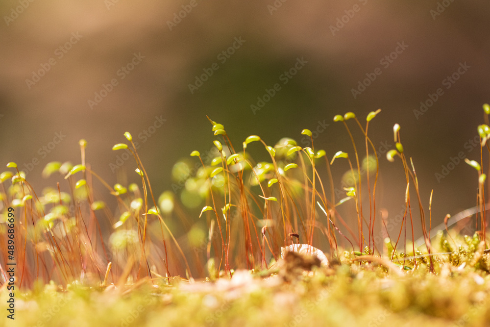 Sprossen Stock Photo | Adobe Stock