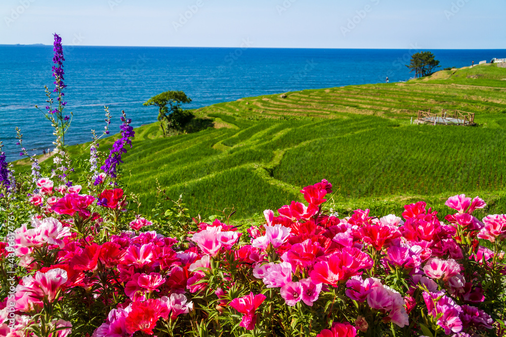 石川県 白米千枚田 初夏の輪島市棚田 Stock Photo | Adobe Stock
