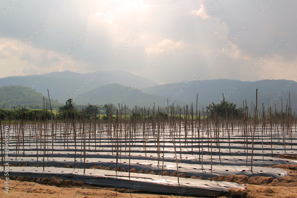 Cover the vegetable plot with plastic to maintain soil moisture and ...