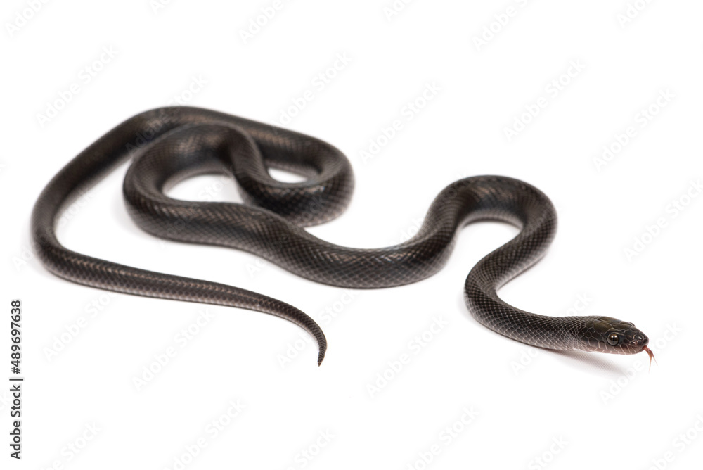 African House Snake