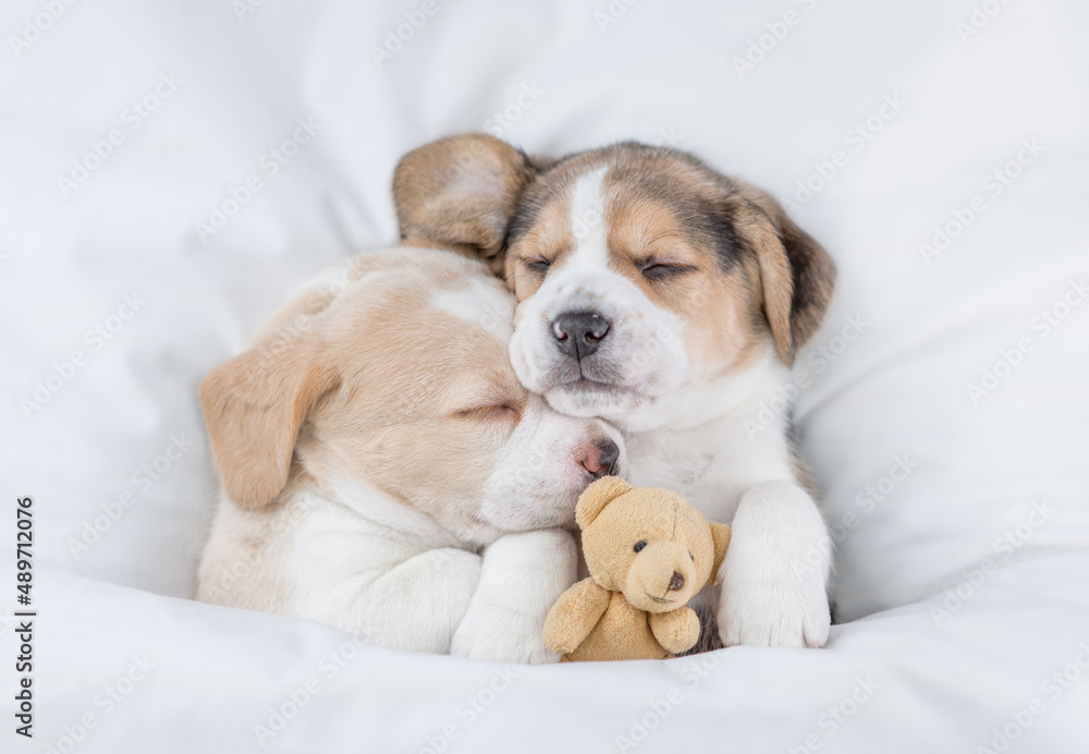 Cute Beagle Puppies Sleeping