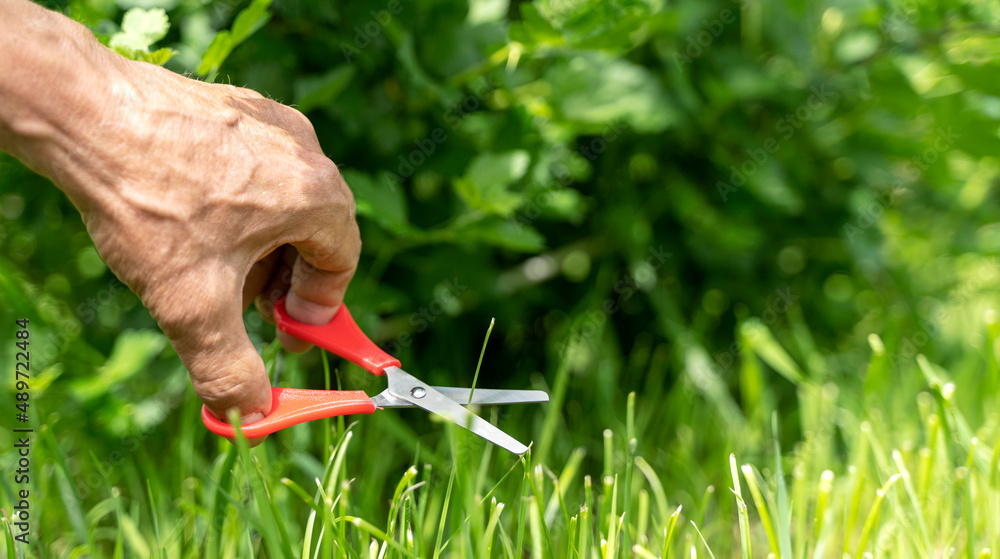 a man's hand mows the lawn with scissors, the concept of cutting and ...