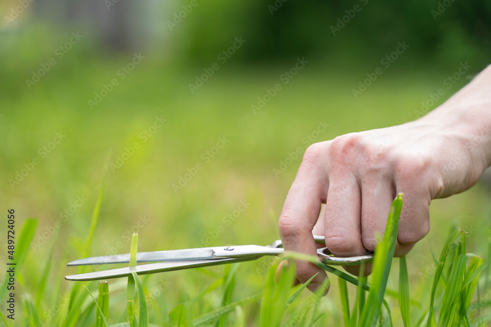 a man's hand mows the lawn with scissors, the concept of cutting and ...