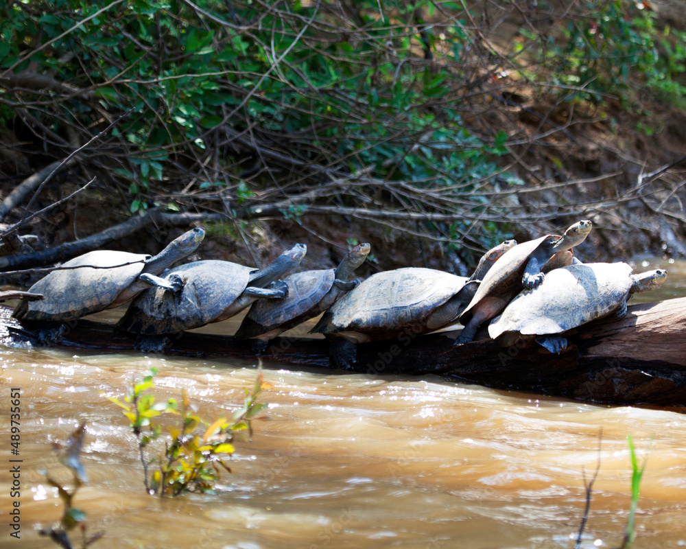 Closeup portrait of Yellow-spotted river turtles (Podocnemis unifilis ...