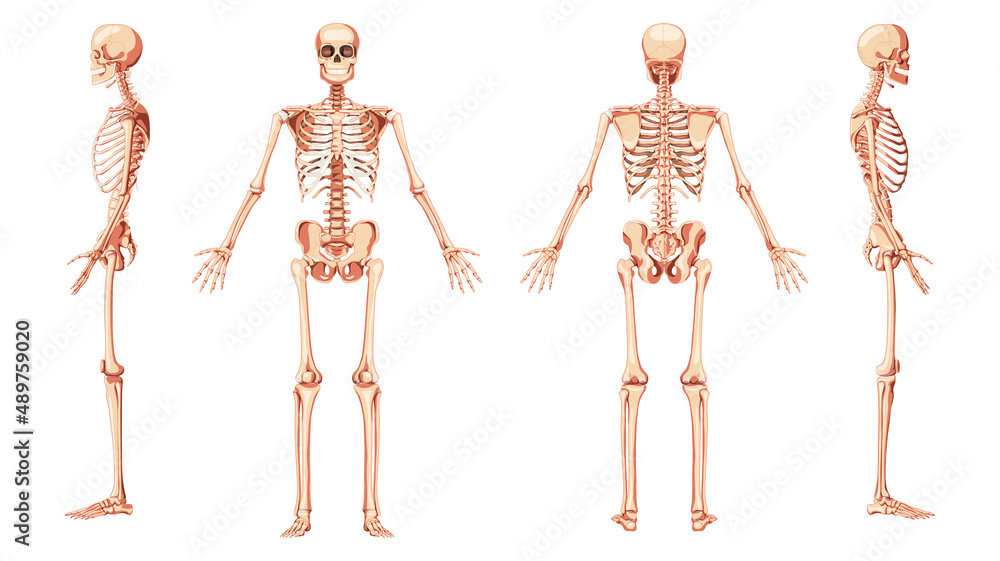 Skeleton Human front back two sides view with arms open pose ventral ...