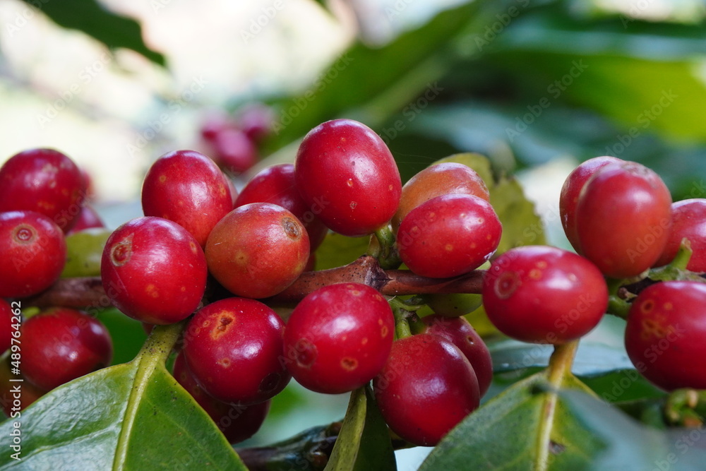 picture of ripe coffee beans, red berries Fresh Coffee Beans Coffee ...