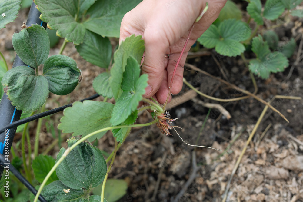 healthy runners of cultivar garden strawberry with developed root ...