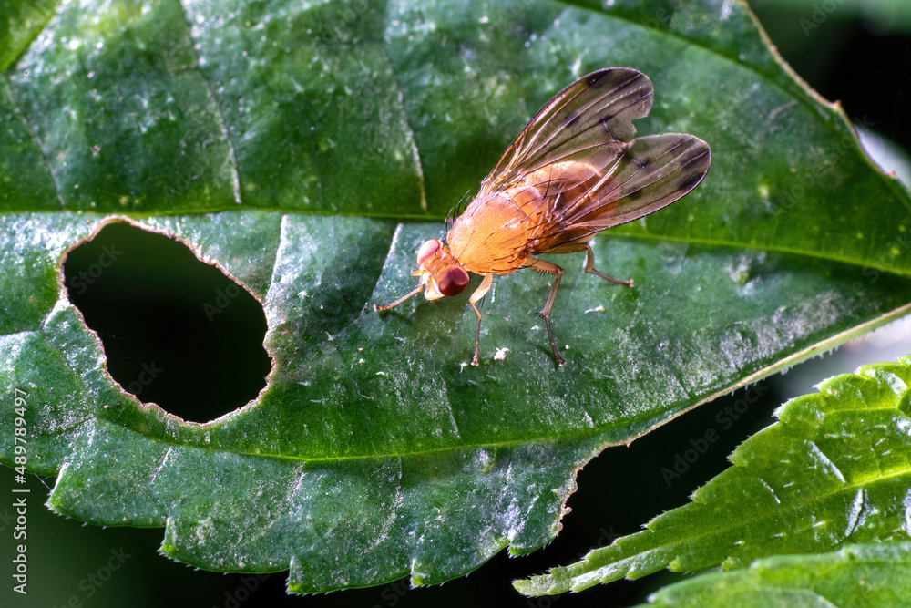 Chongqing mountain ecological bot insect with broken leaves Stock Photo ...