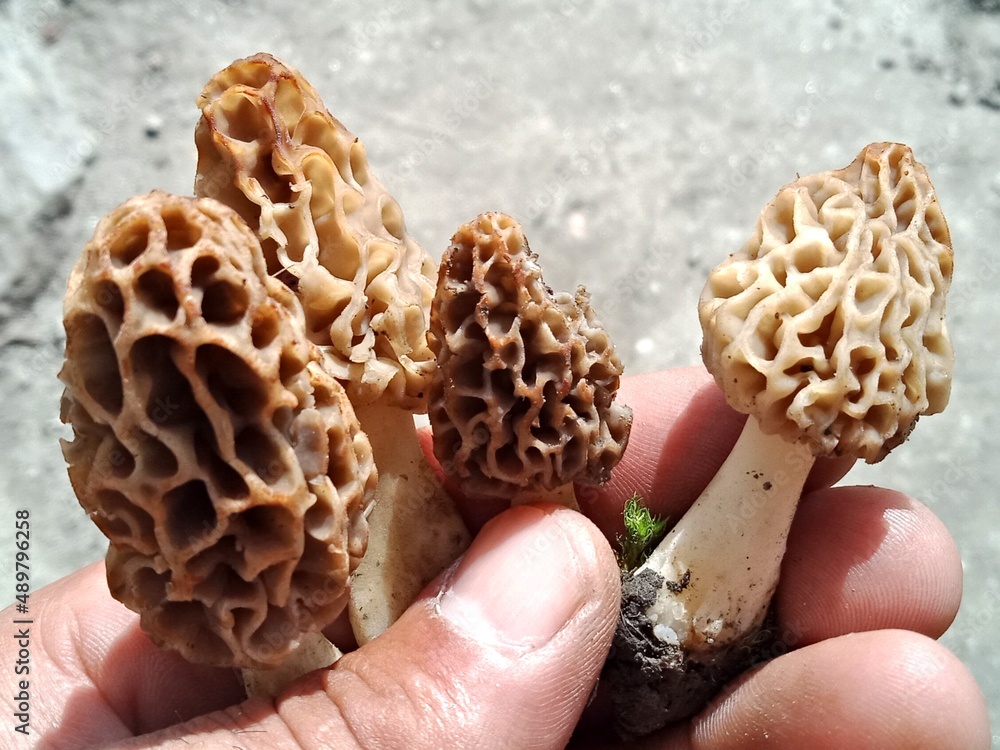 mushrooms in the forest, Morchella spp Stock Photo | Adobe Stock
