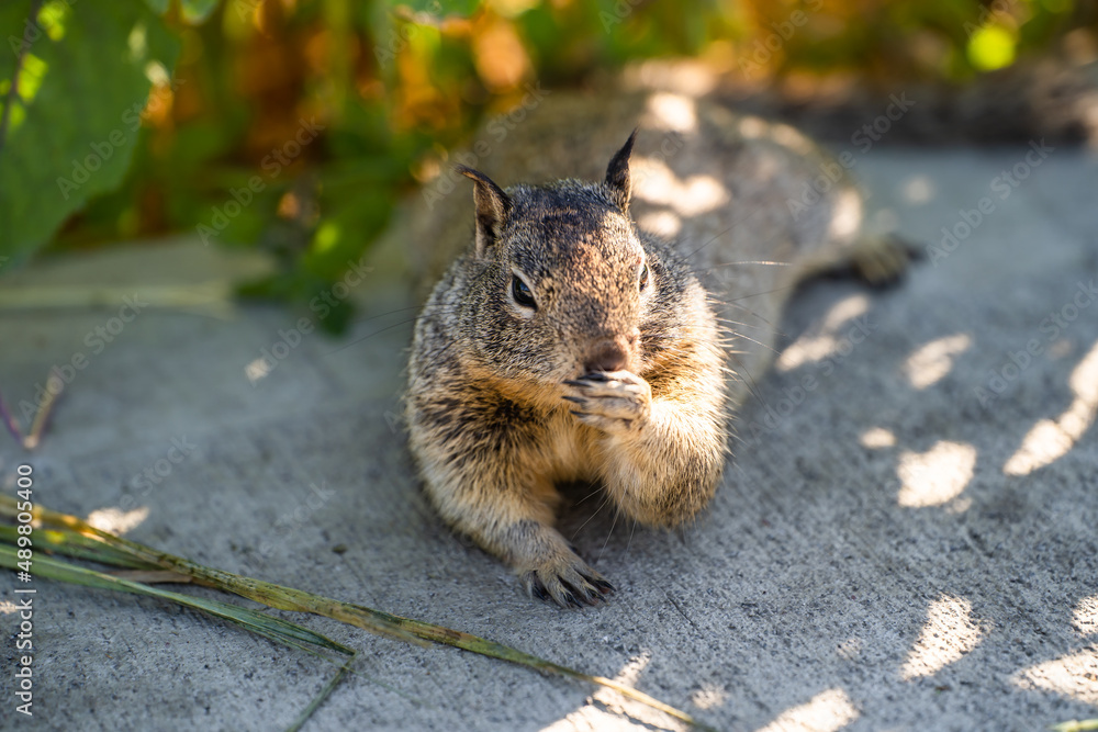 California Ground Squirrel (Spermophilus beecheyi) lying down posing ...