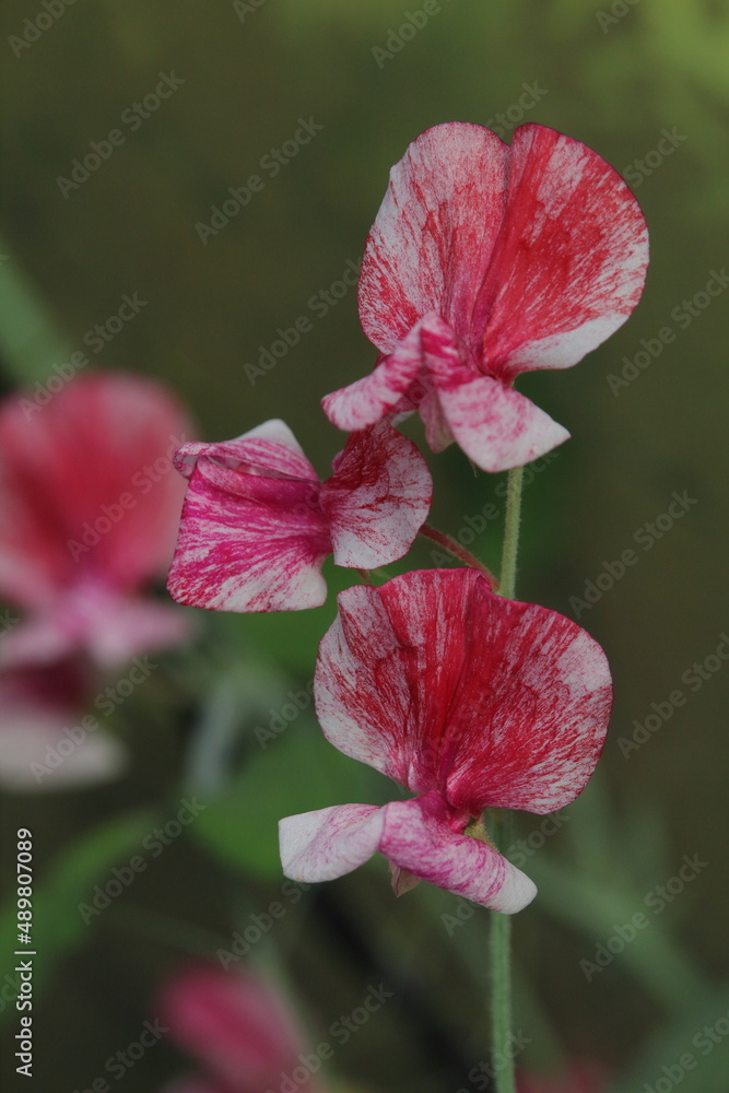 Pink and white streaked sweet pea growing in polytunnel Stock Photo ...