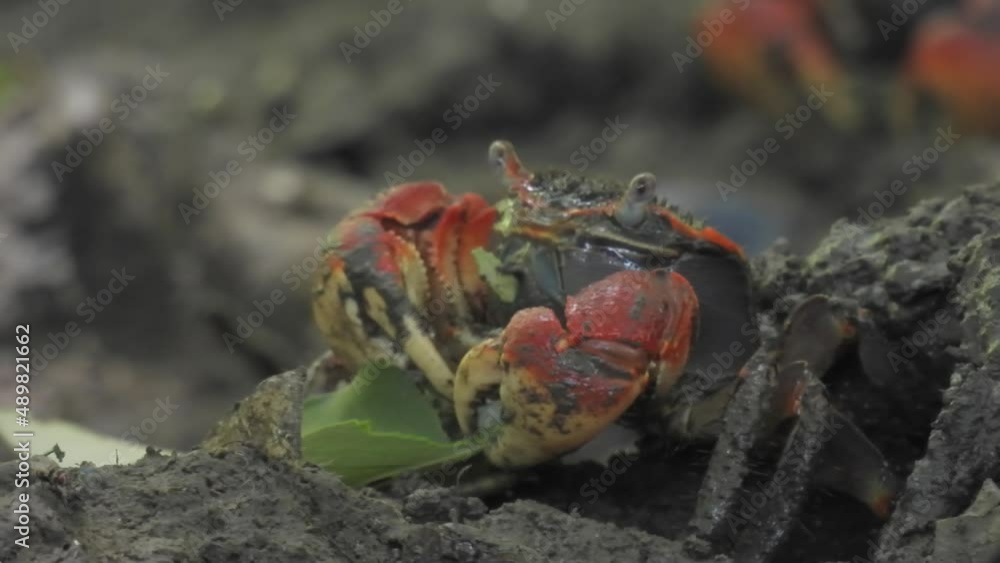 Red Crab eating Mangrove leaves at Coasta of Indian Ocean near coco ...