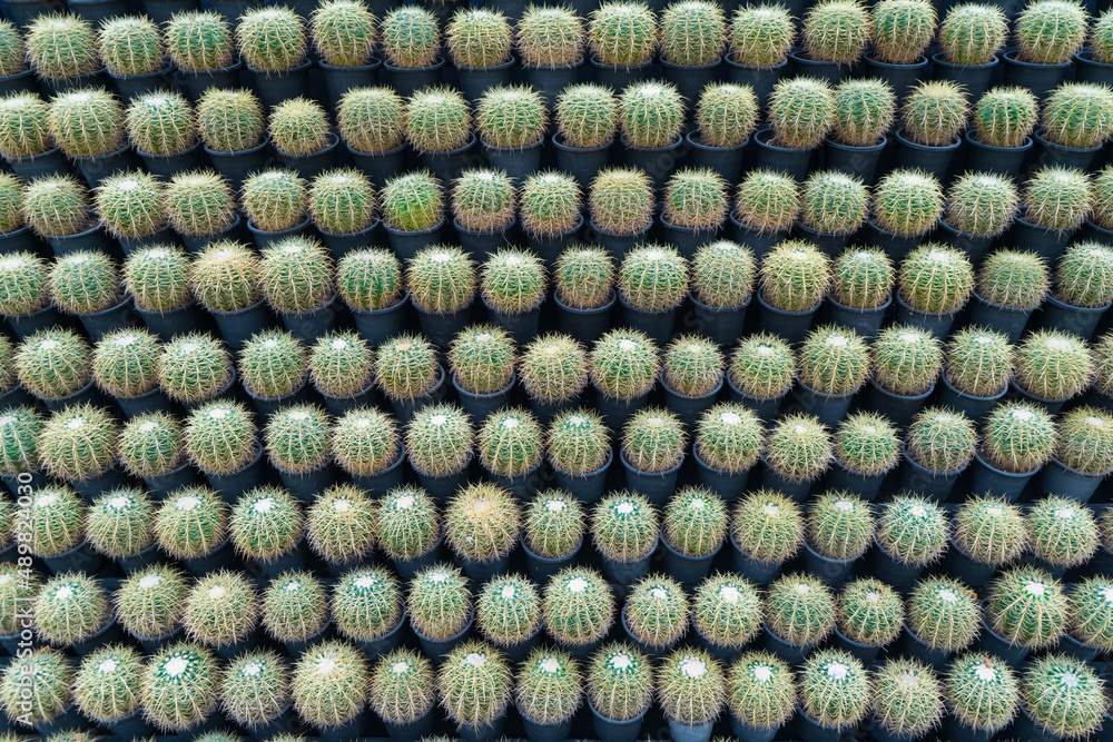 Row of cactuses in the flowerpots to hanging for vertical garden ...