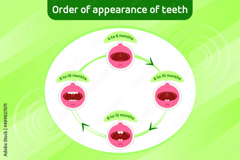 Baby first teeth. Children Order of appearance of teeth. Dental Teeth ...