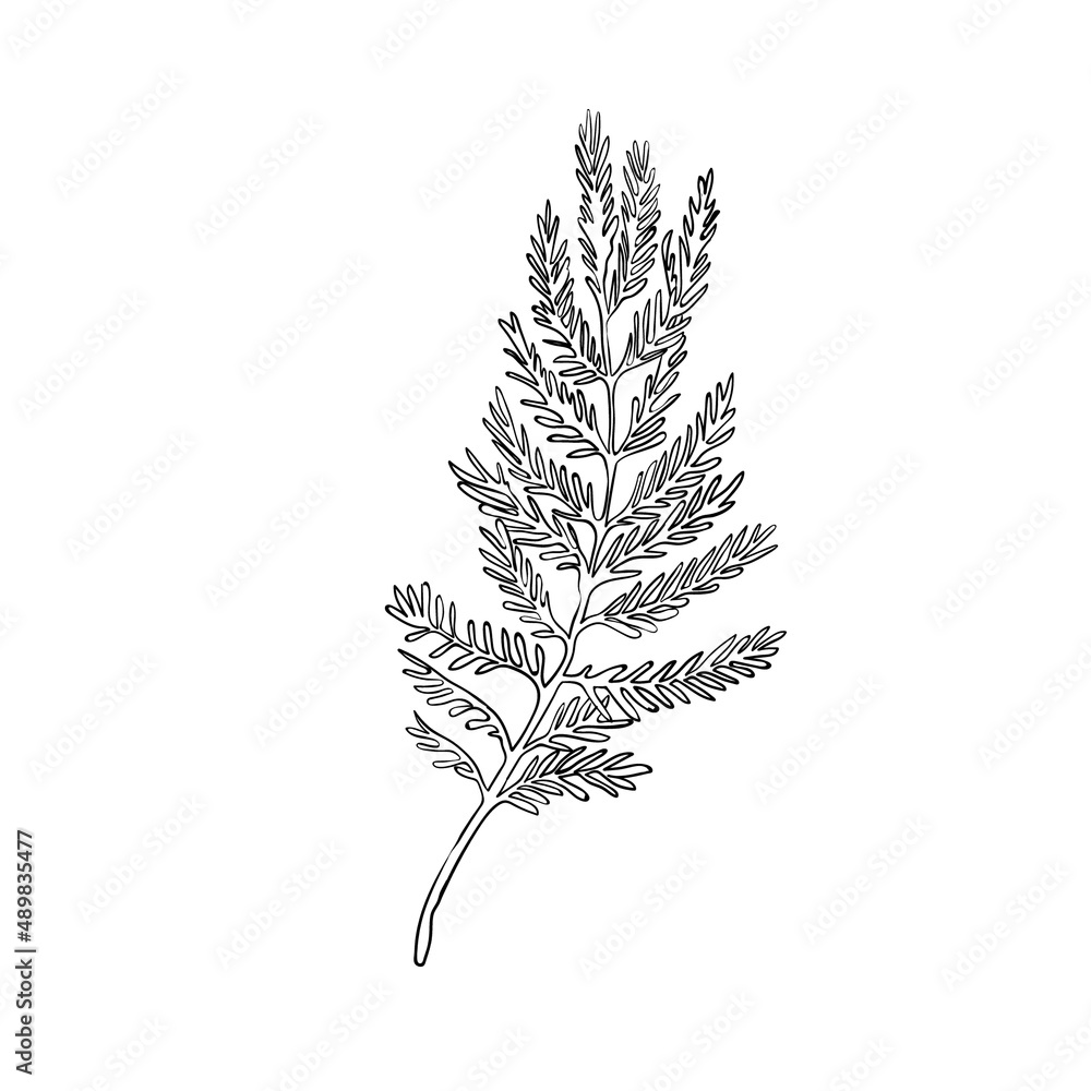 Vector line drawing of silver wattle. Botanical mimosa vector ...