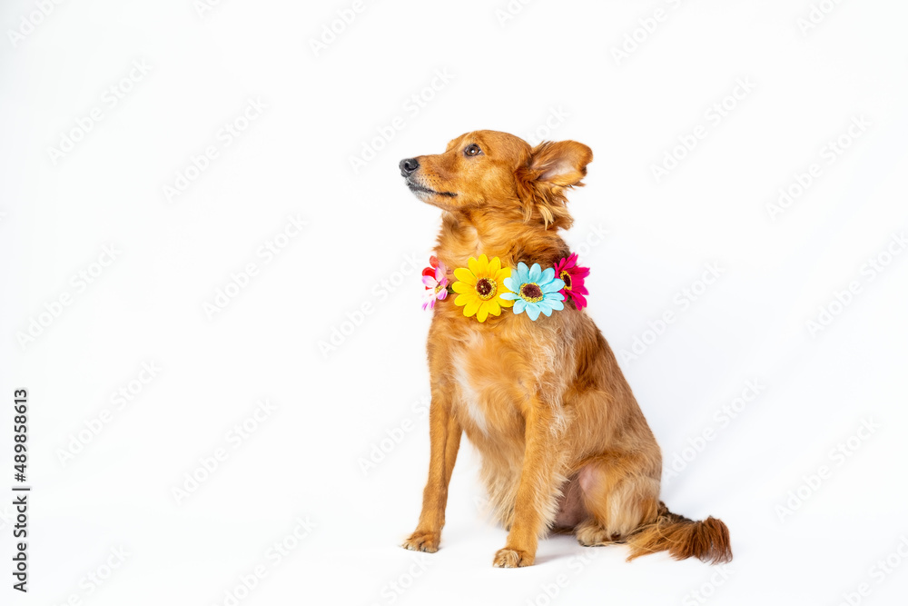 Dog in spring Brown dog posing sideways with flower collar ...