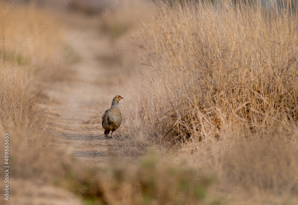 The grey francolin also known as "manu moa" or "Chicken Bird" is a ...