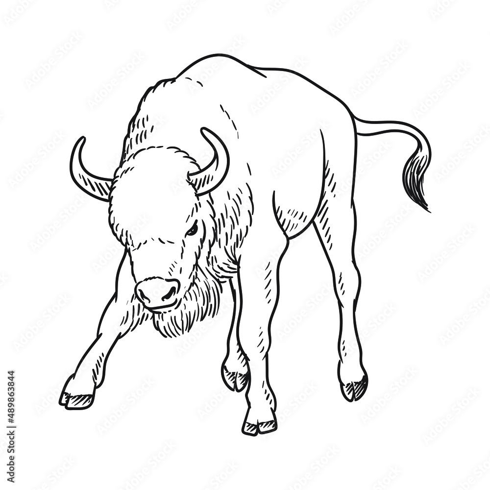 angry bison animal of america Stock Vector | Adobe Stock