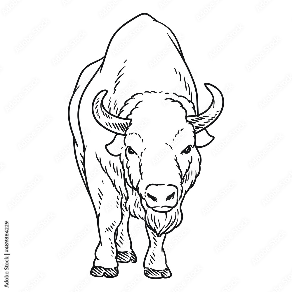 angry bison animal of america Stock Vector | Adobe Stock