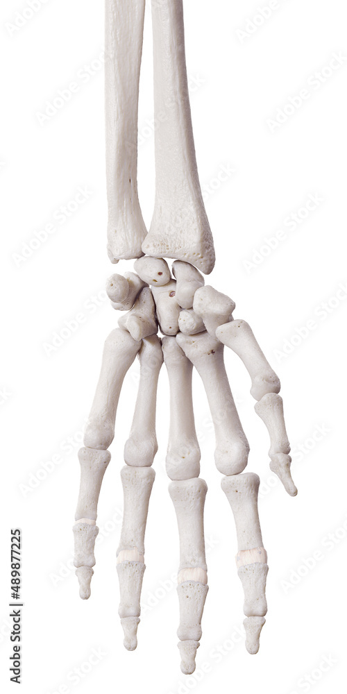 3d rendered medically accurate illustration of the medial joint ...