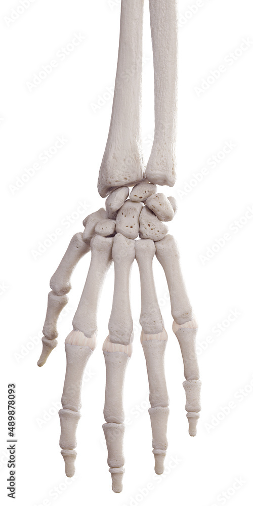 3d rendered medically accurate illustration of the proximal joint ...