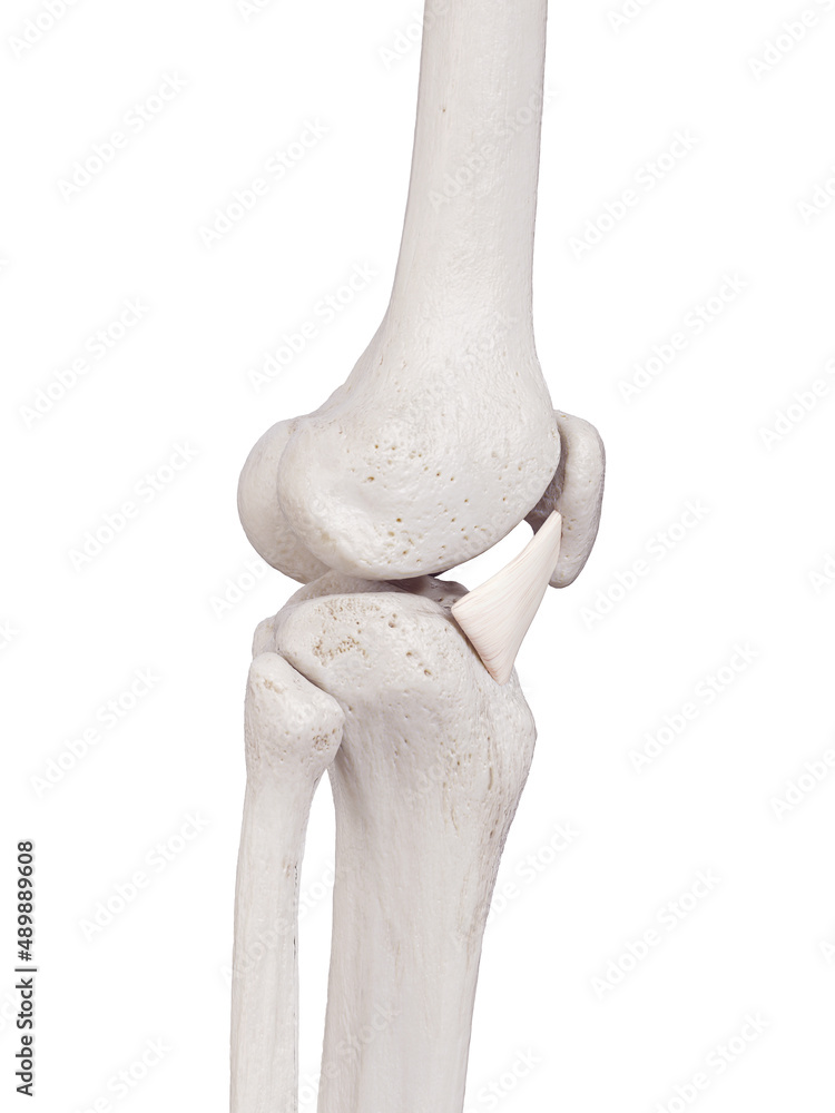 3d rendered medically accurate illustration of the lateral patellar ...