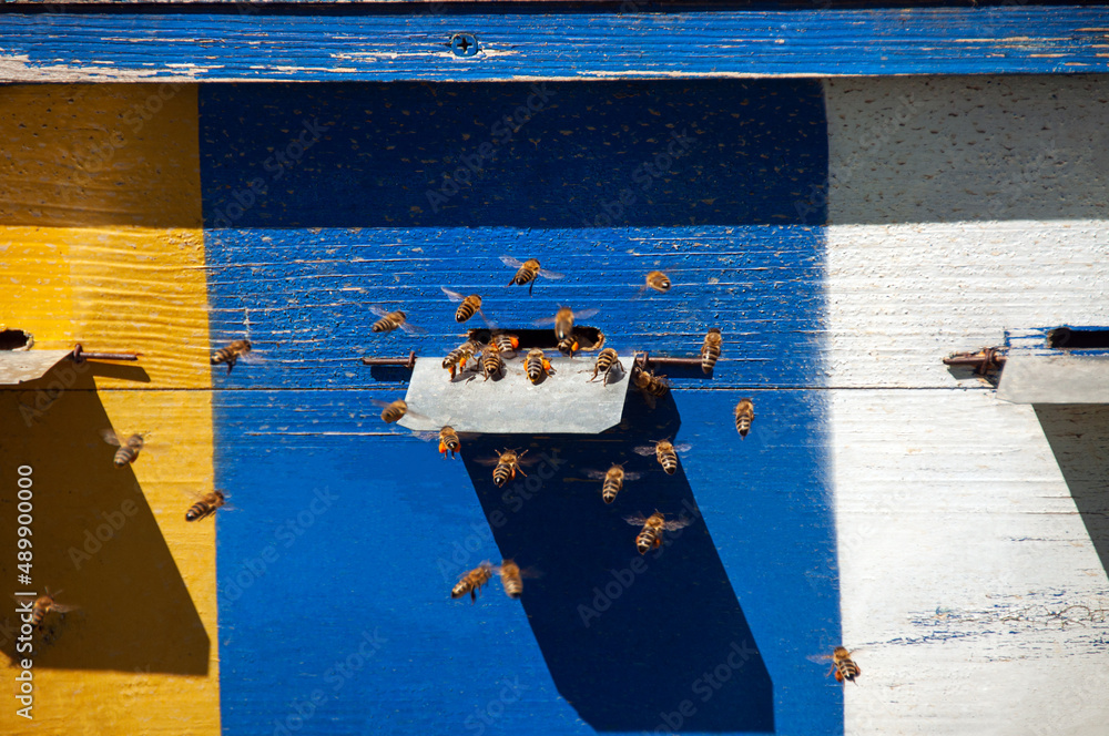 Forest apiary. Bee hives in the forest Stock Photo | Adobe Stock