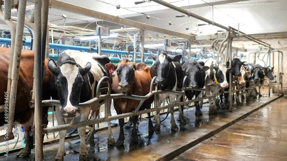 Video Stock The process of milking cows at a modern, technologically ...