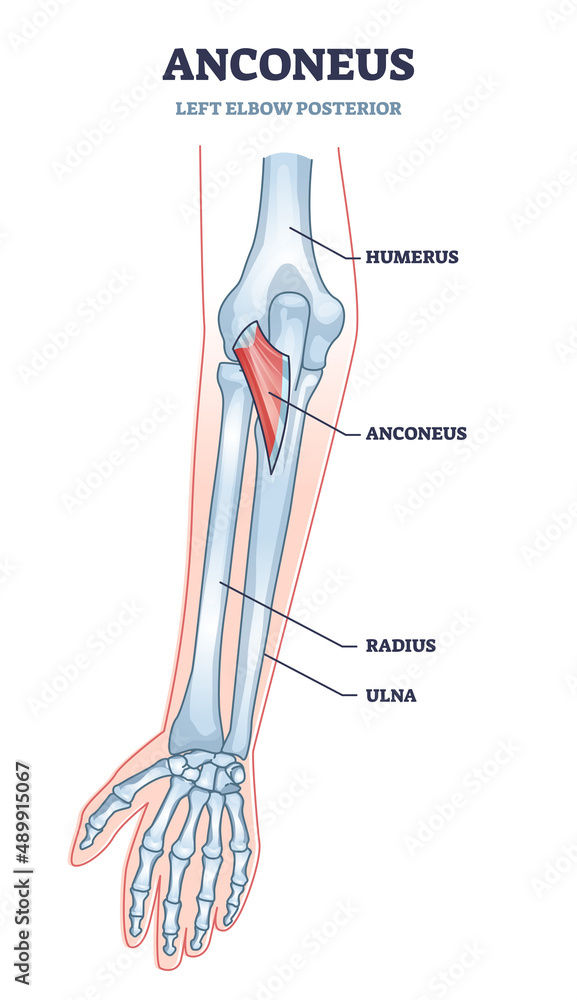 FotoMural Anconeus muscle as left elbow posterior view medical ...