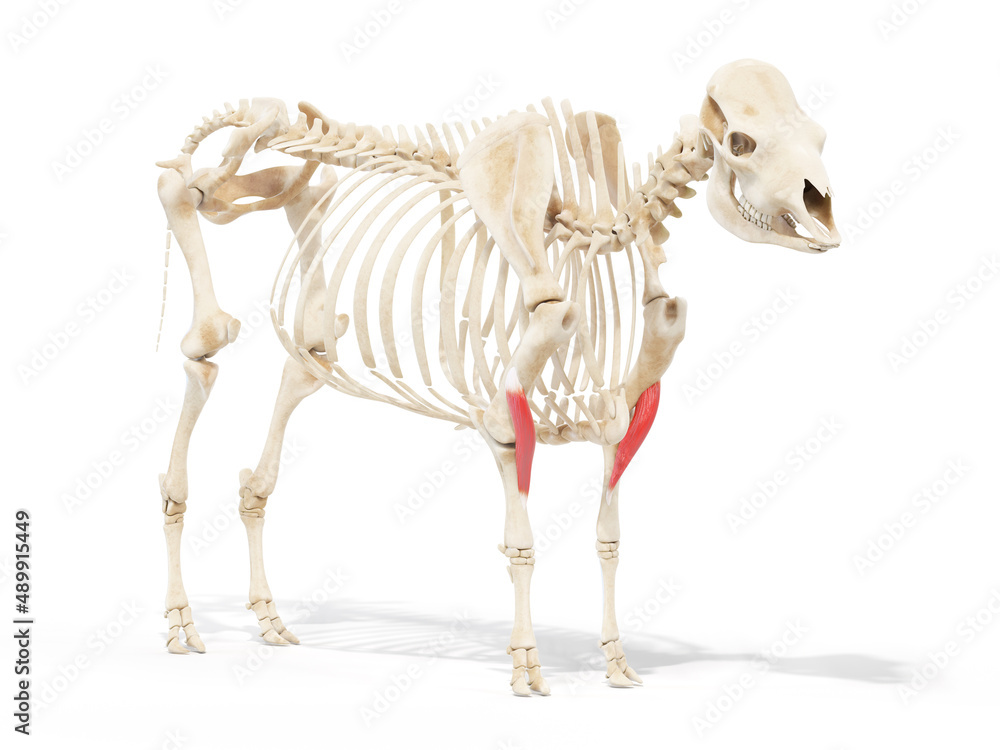 3d rendered anatomy illustration of the cows muscles - the brachialis ...