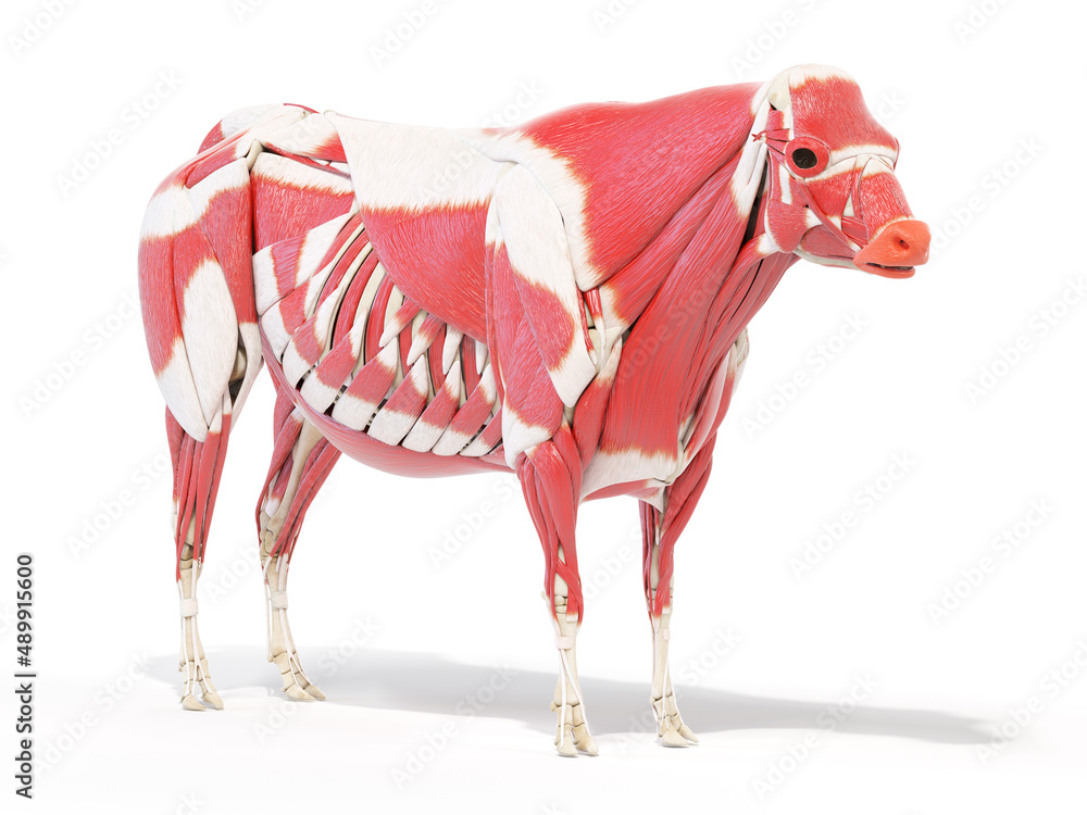 3d rendered anatomy illustration of the cows muscles - the Stock ...