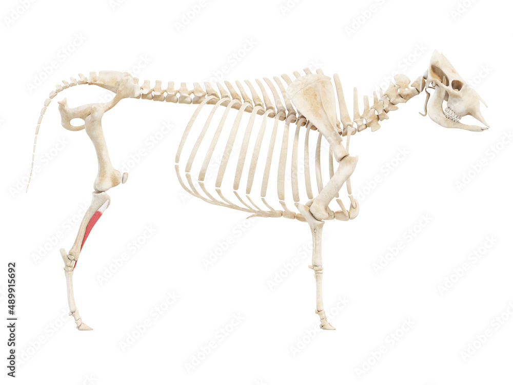 3d rendered anatomy illustration of the cows muscles - the tibialis ...