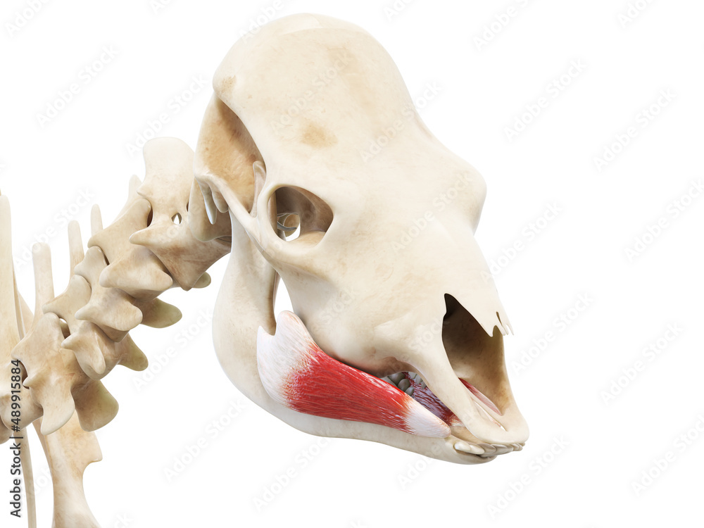 3d rendered anatomy illustration of the cows muscles - the buccinator ...