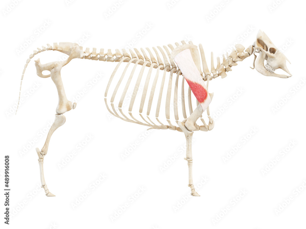 3d rendered anatomy illustration of the cows muscles - the deltoid ...