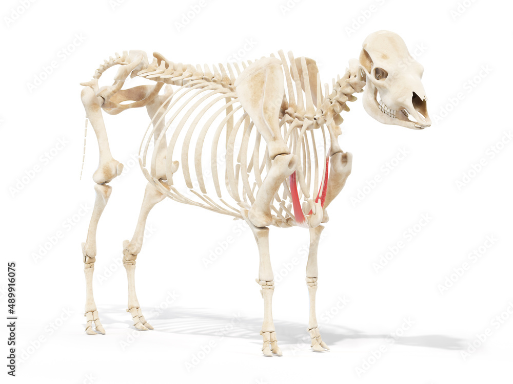 3d rendered anatomy illustration of the cows muscles - the descending ...