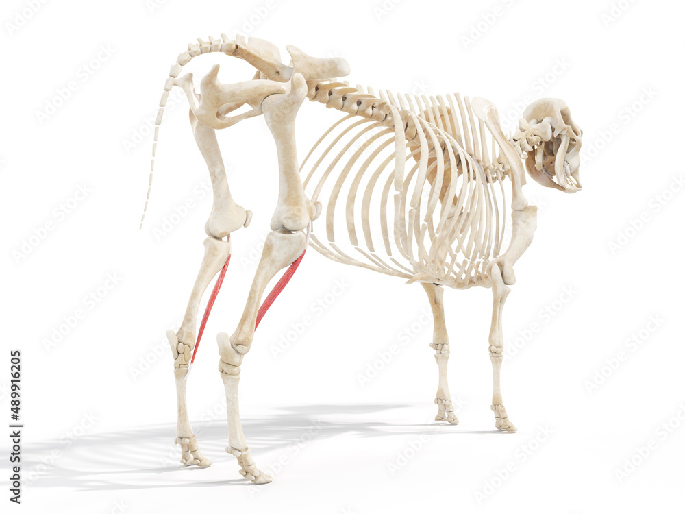 3d rendered anatomy illustration of the cows muscles - the fibularis ...