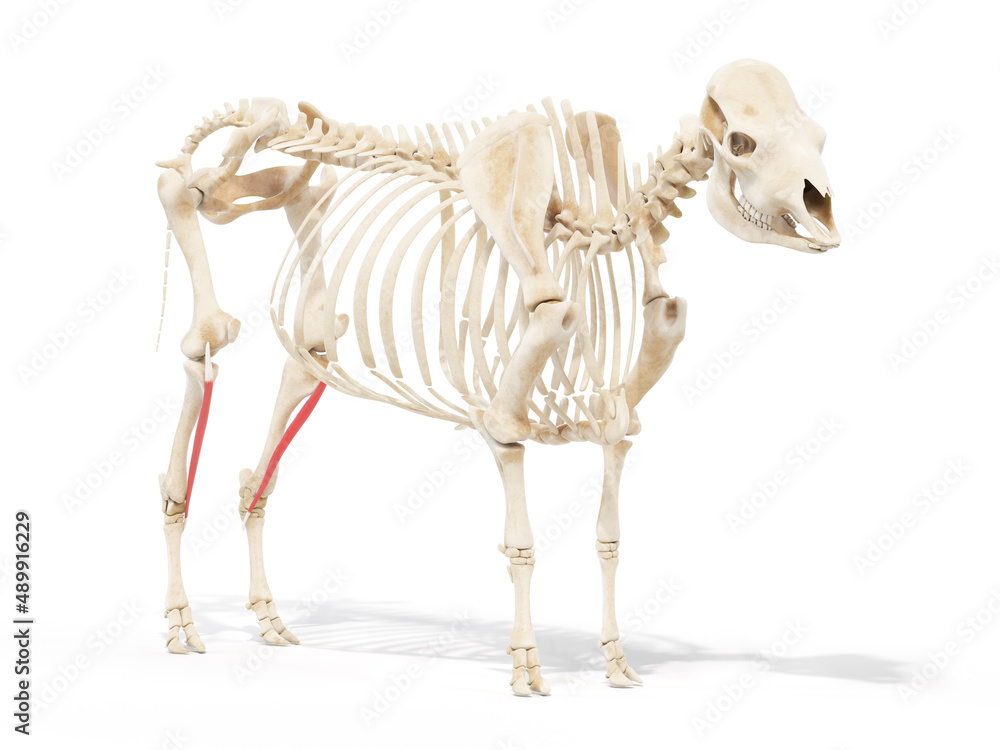 3d rendered anatomy illustration of the cows muscles - the fibularis ...