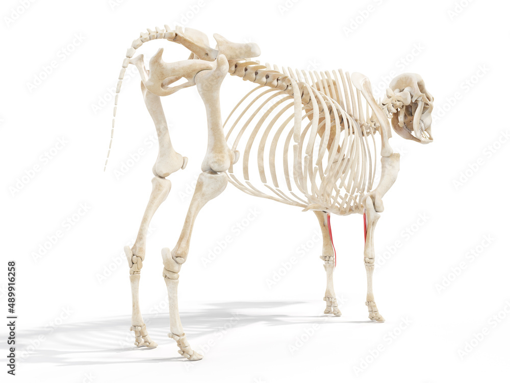 3d rendered anatomy illustration of the cows muscles - the flexor carpi ...