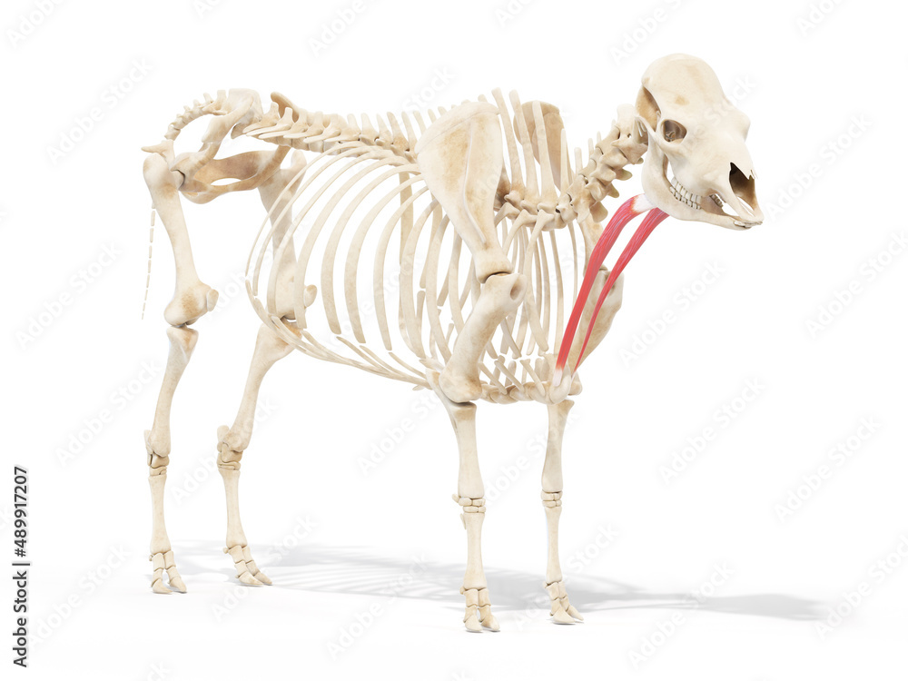 3d rendered anatomy illustration of the cows muscles - the omohyoid ...