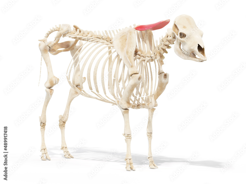 3d rendered anatomy illustration of the cows muscles - the rhomboideus ...