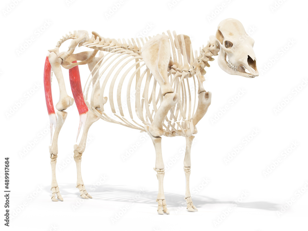 3d rendered anatomy illustration of the cows muscles - the ...
