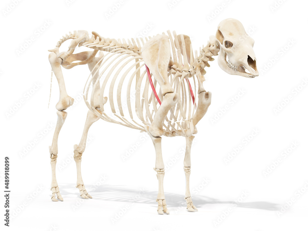 3d rendered anatomy illustration of the cows muscles - the teres major ...