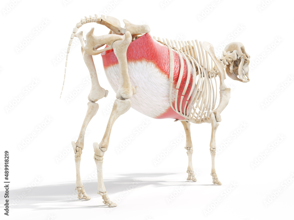 3d rendered anatomy illustration of the cows muscles - the transverse ...