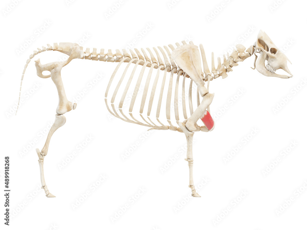 3d rendered anatomy illustration of the cows muscles - the transverse ...