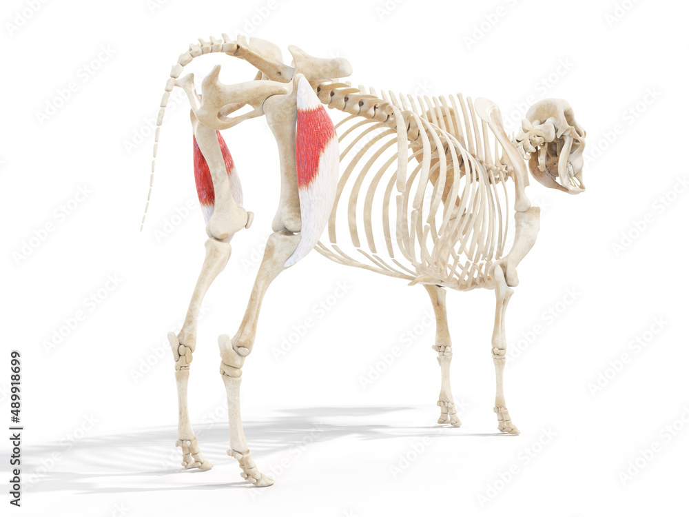 3d rendered anatomy illustration of the cows muscles - the vastus ...